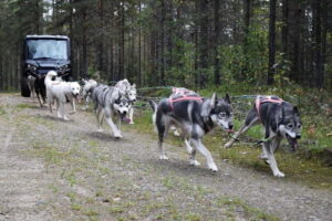 Luleå: Training Husky Team