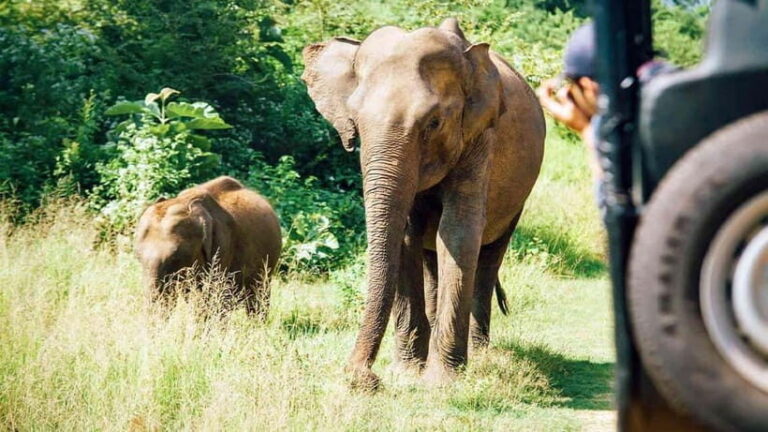 10-Day Tour in Galle, Yala, Ella, & Sigiriya with Train Ride