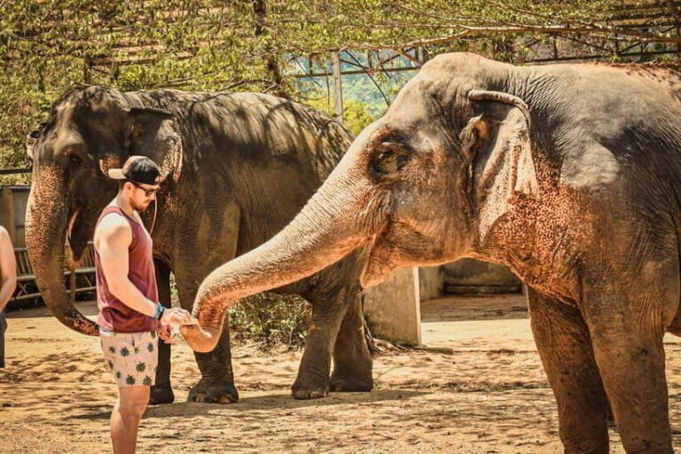 Agra: Sunrise Taj Mahal Tour & Elephant Sanctuary Day Tour