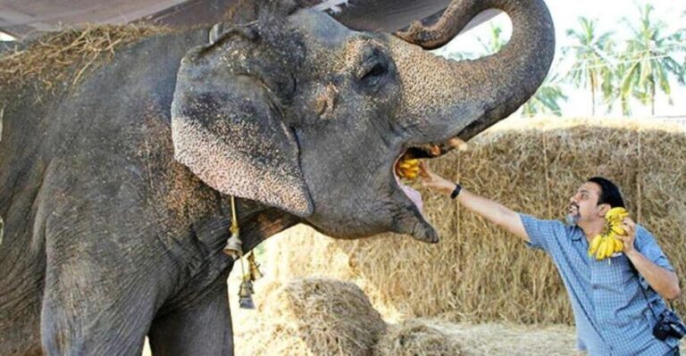 From Delhi: Taj Mahal Sunrise and Elephant Wildlife SOS Tour