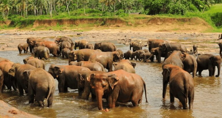 From Sigiriya: Kandy Trip with Elephant Orphanage Pinnawala