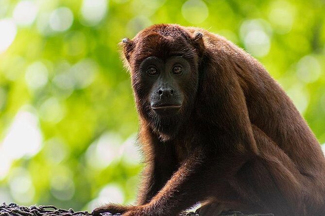 Amazon Shelter And Local Farm