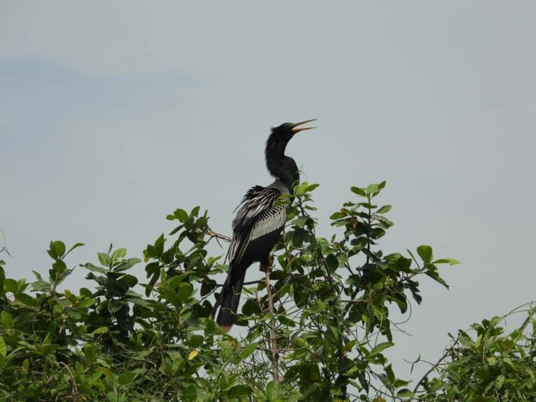 Cartagena: Private tour of bird watching in the Canal del dique