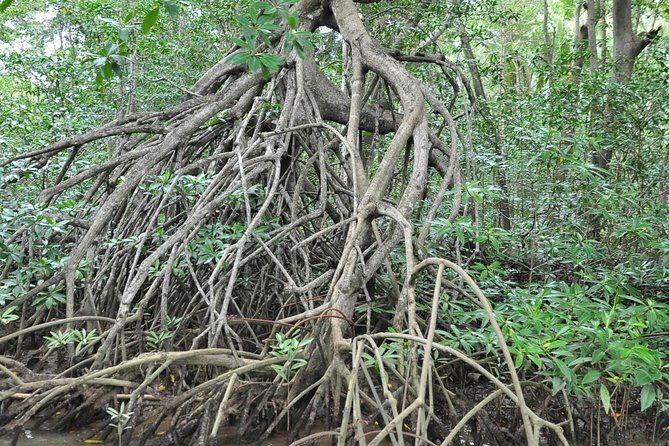 Damas Island Mangrove Boat Tour from Manuel Antonio