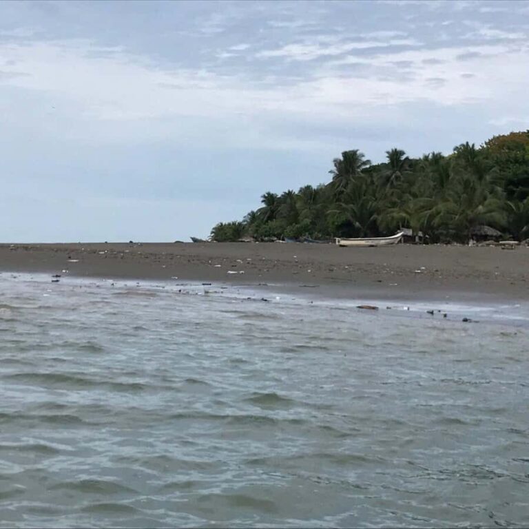 Day Tour Whale Watching from Cali - Sundays