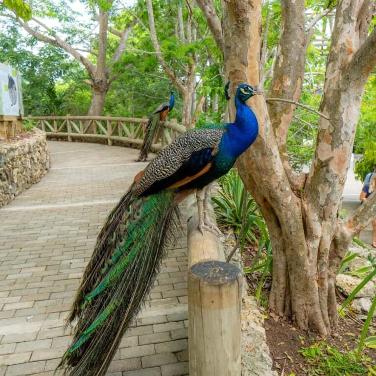 Isla Barú: Beach Club Access and Tour of the National Aviary