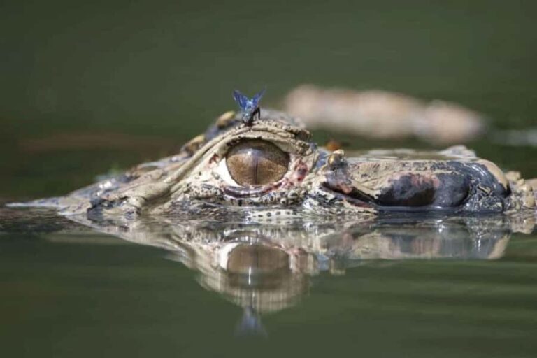 Tambopata: Caiman Safari + Macaw Clay Lick 2 Days