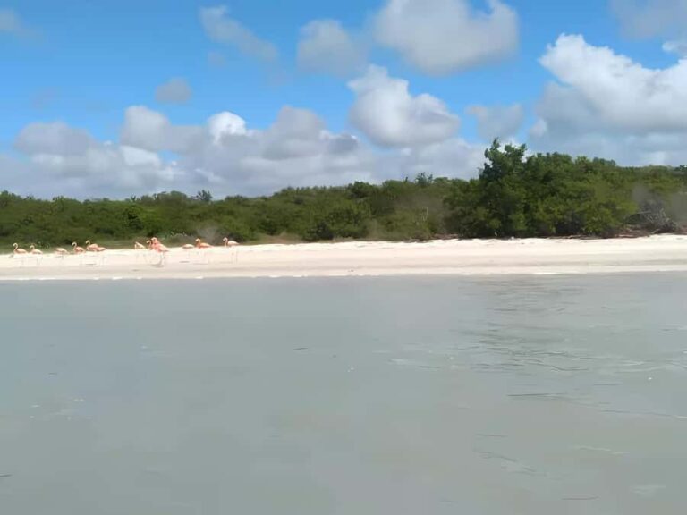 From Mérida: Celestún, flamingos, and the beach