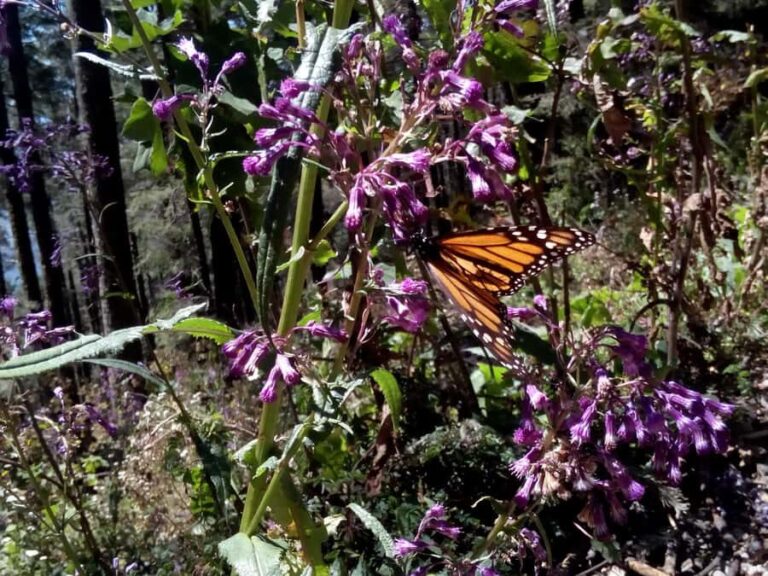 Sierra Chincua and Tlalpujahua: Monarch Butterflies and a Magical Town